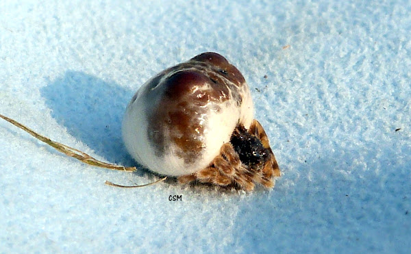 Bolas Spider | Project Noah