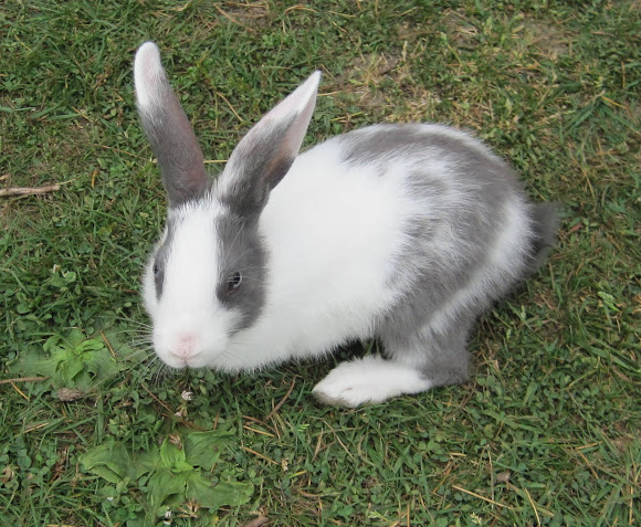 Indian Domestic rabbit | Project Noah