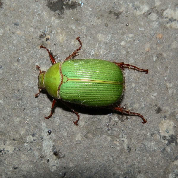 Eucalyptus chafer | Project Noah