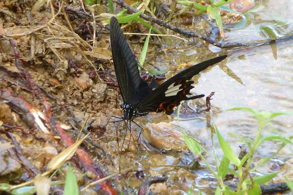 Red Helen | Project Noah