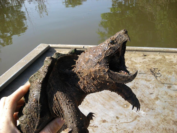 Alligator snapping turtle | Project Noah