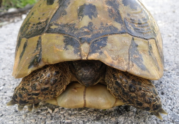 Hermann's tortoise | Project Noah