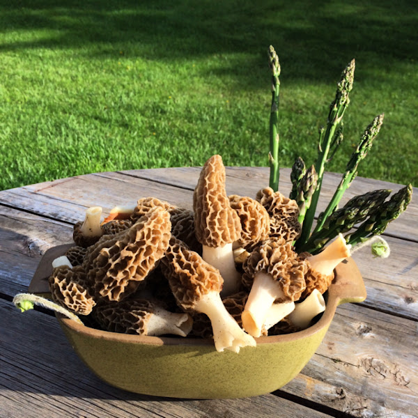 Morel | Project Noah