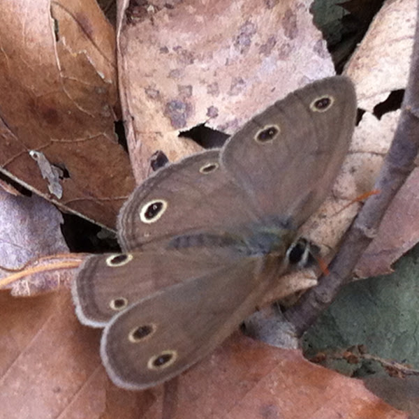 Little Wood Satyr | Project Noah