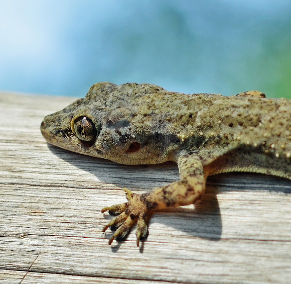 Tropical house gecko | Project Noah