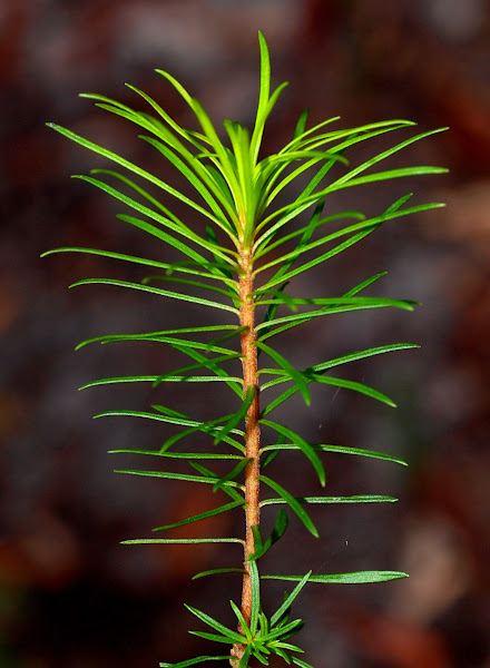 Tree Trigger Plant | Project Noah