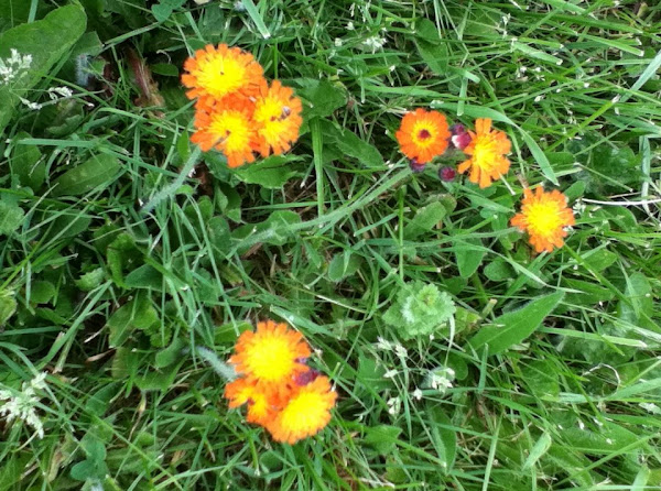 Orange hawkweed | Project Noah