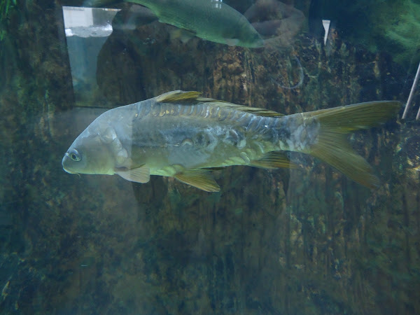 Common Carp | Project Noah