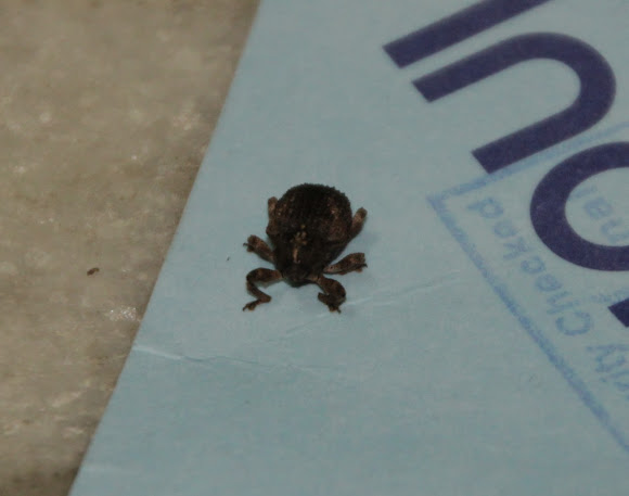 Mango stone weevil | Project Noah