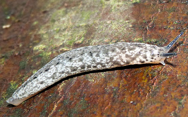 Gray Garden Slug | Project Noah