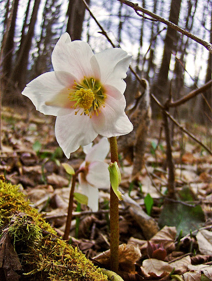 Black hellebore/Črni teloh | Project Noah