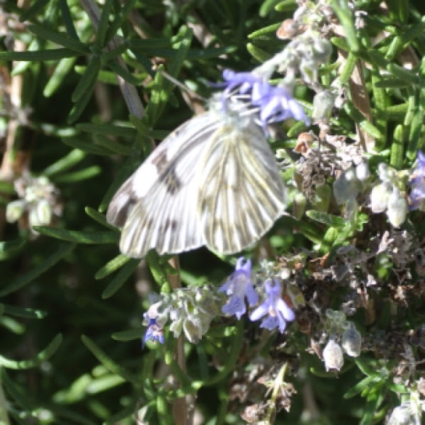 Checkered White | Project Noah