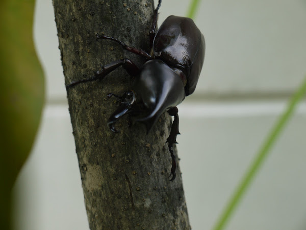 juggernaut beetle | Project Noah