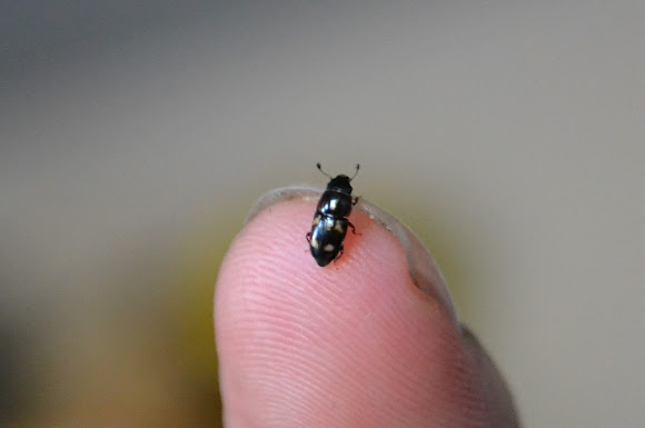 Beer bug | Project Noah