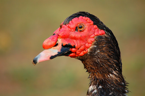 Muscovy (Male) | Project Noah