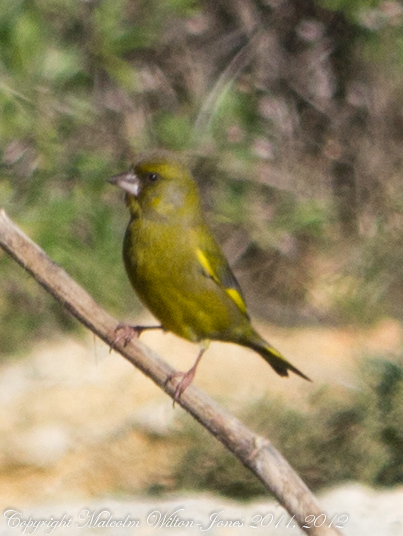 Greenfinch | Project Noah