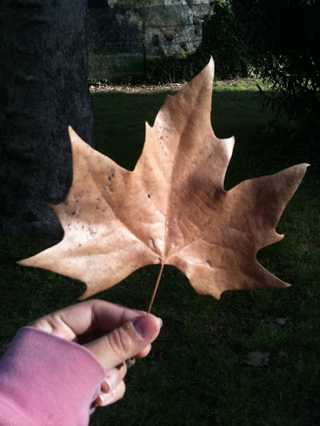 maple leaf | Project Noah