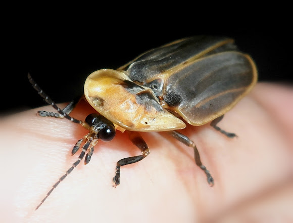 Firefly | Project Noah