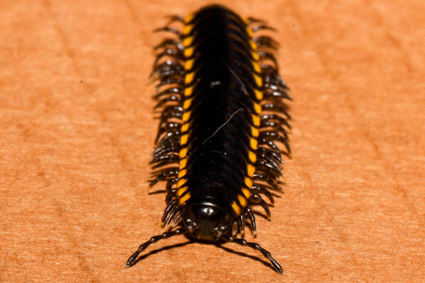 Yellow-spotted Millipede | Project Noah