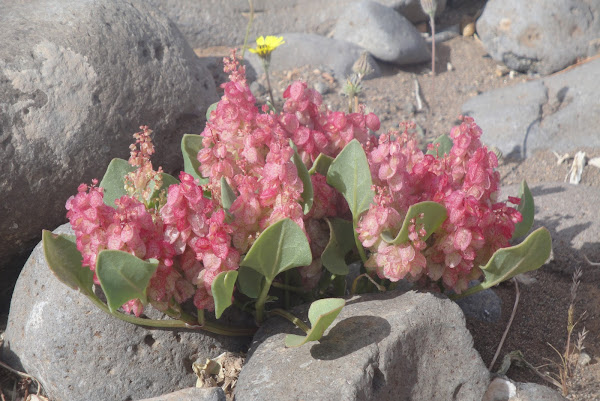 Sorrel, Bladder dock, Rosy dock, Ruby dock | Project Noah