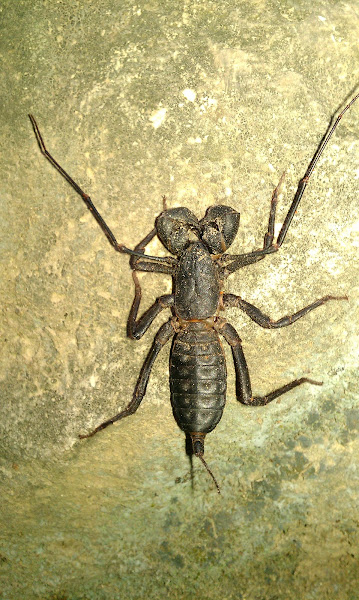 Vinagrillo | Project Noah