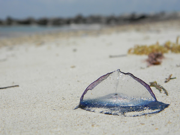 Velella - Sail-by-the-wind | Project Noah