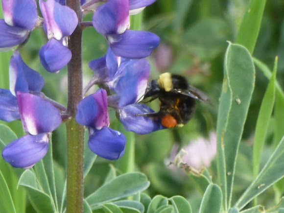 Yellowfaced Bumblebee | Project Noah