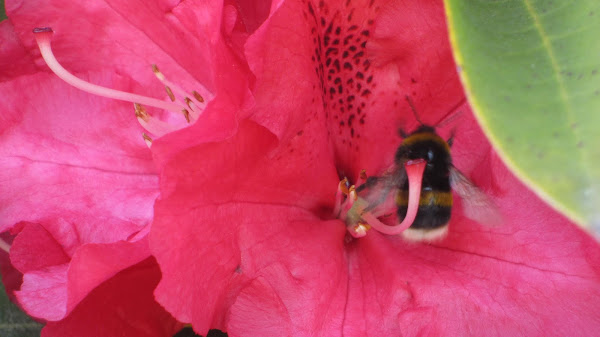 buff-tailed bumblebee | Project Noah