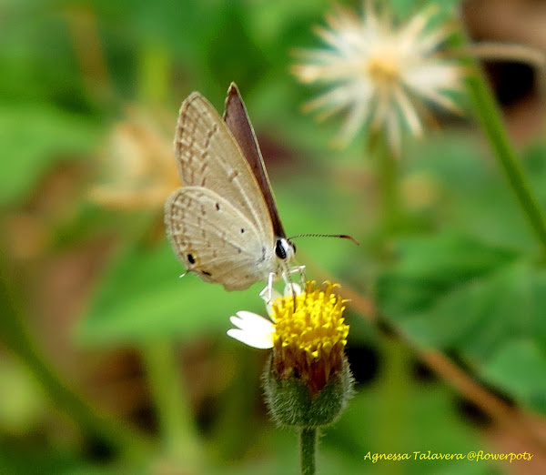 Gram Blue (Male) | Project Noah