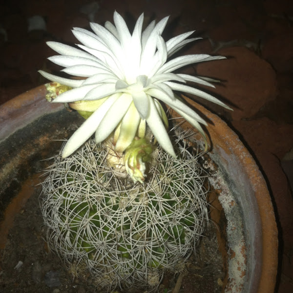 Spider cactus | Project Noah