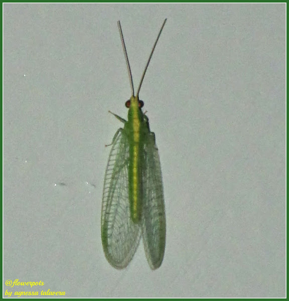Green Lacewing | Project Noah