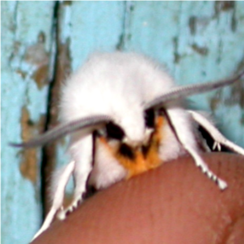 Fall Webworm Moth | Project Noah