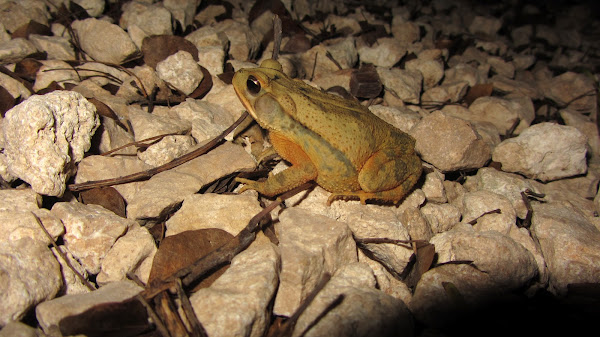 Gulf Coast toad | Project Noah