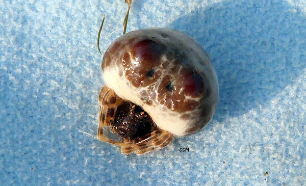 Bolas Spider | Project Noah