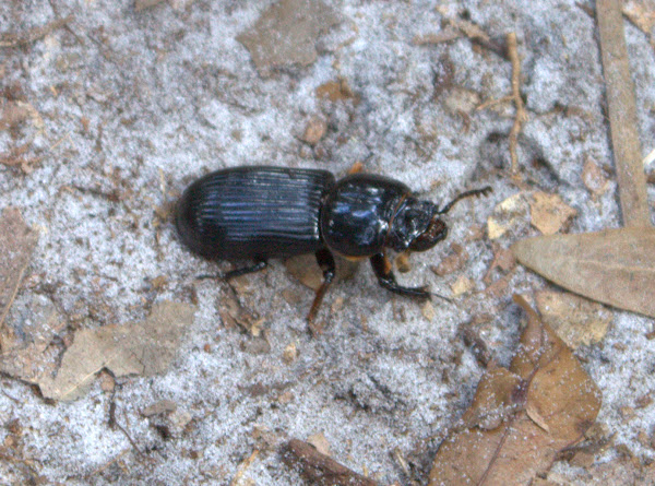 Horned Passalus Beetle | Project Noah