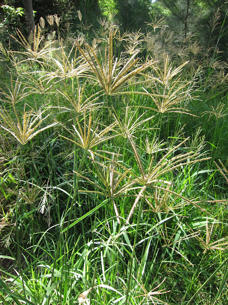 Tall Windmill Grass | Project Noah