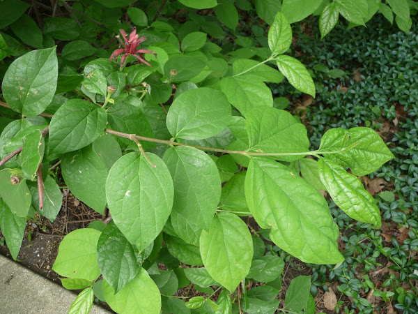 Eastern Sweetshrub | Project Noah