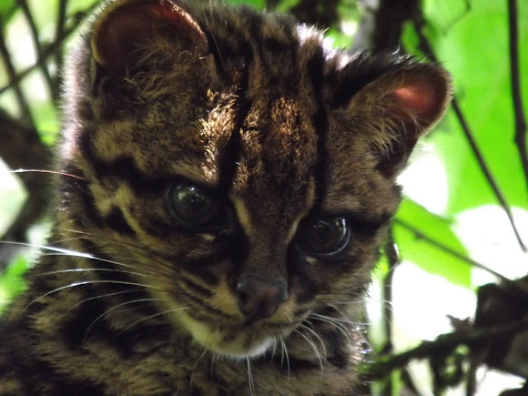 Oncilla | Project Noah