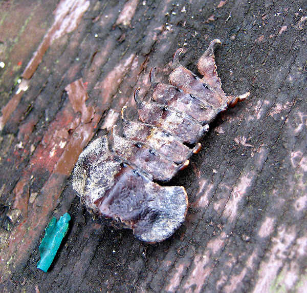 Trilobite Beetle exoskeleton | Project Noah