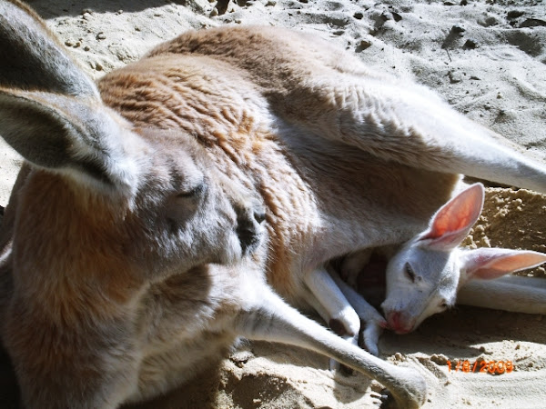 kangaroo | Project Noah