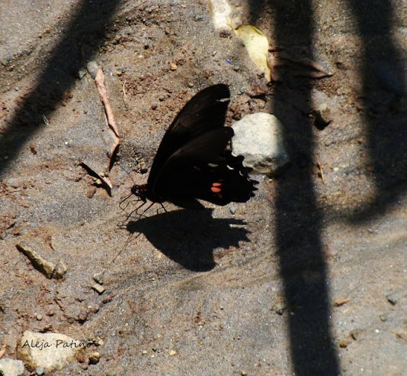 Mariposa | Project Noah