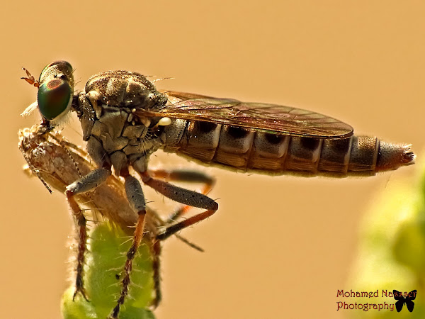 Robber Fly | Project Noah