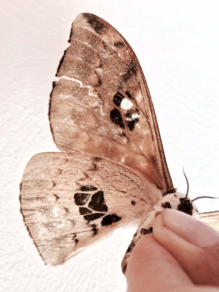Cat's-paw Emperor Moth | Project Noah