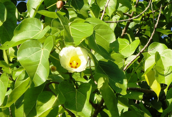 Portia Tree | Project Noah