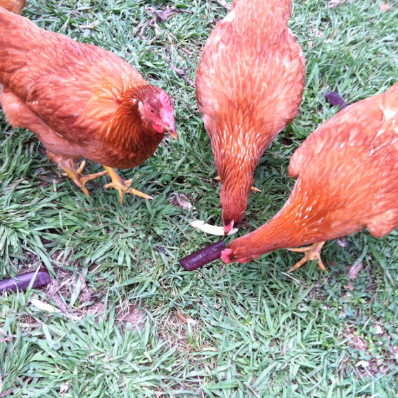 Moyer Chickens | Project Noah