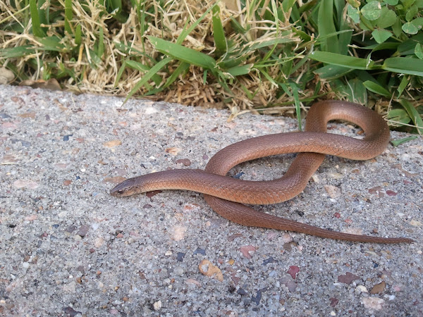 Rough earth snake | Project Noah
