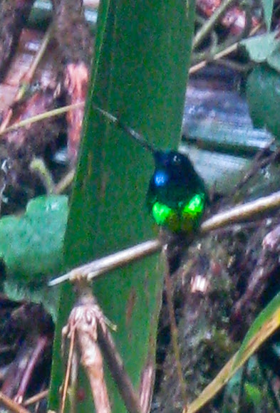 Inca de Frontino hummingbird | Project Noah