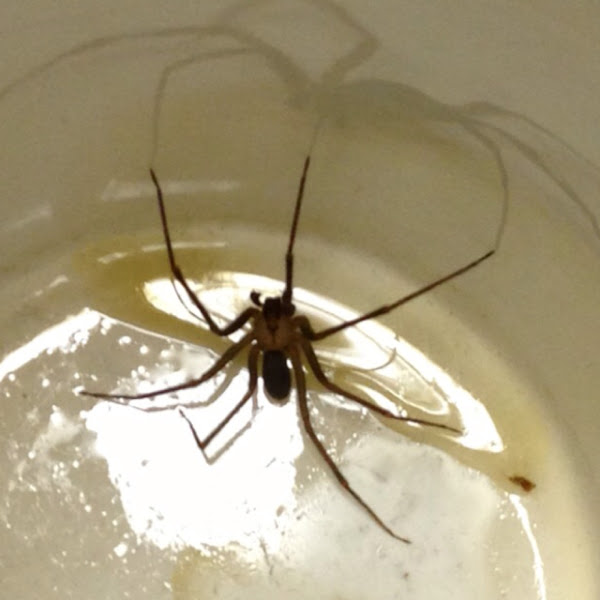 Fiddle back | Project Noah