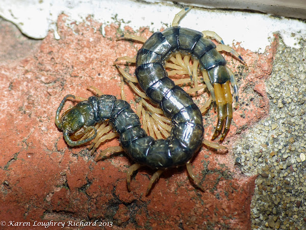 Florida blue centipede | Project Noah