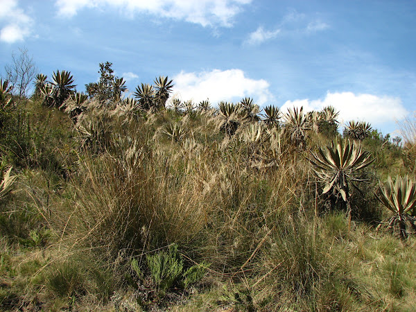 Espeletia | Project Noah